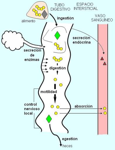 CIENCIAS BIOLOGICAS: Sistema Digestivo